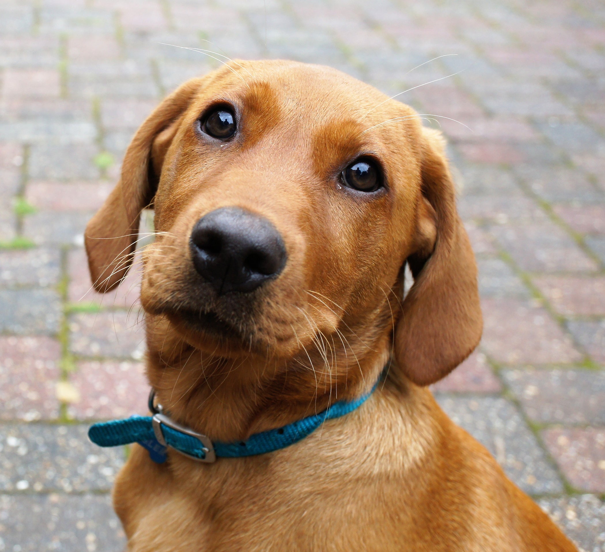 WOOFS - accessories & healthy, sustainable fish-based dog treats – Woofs