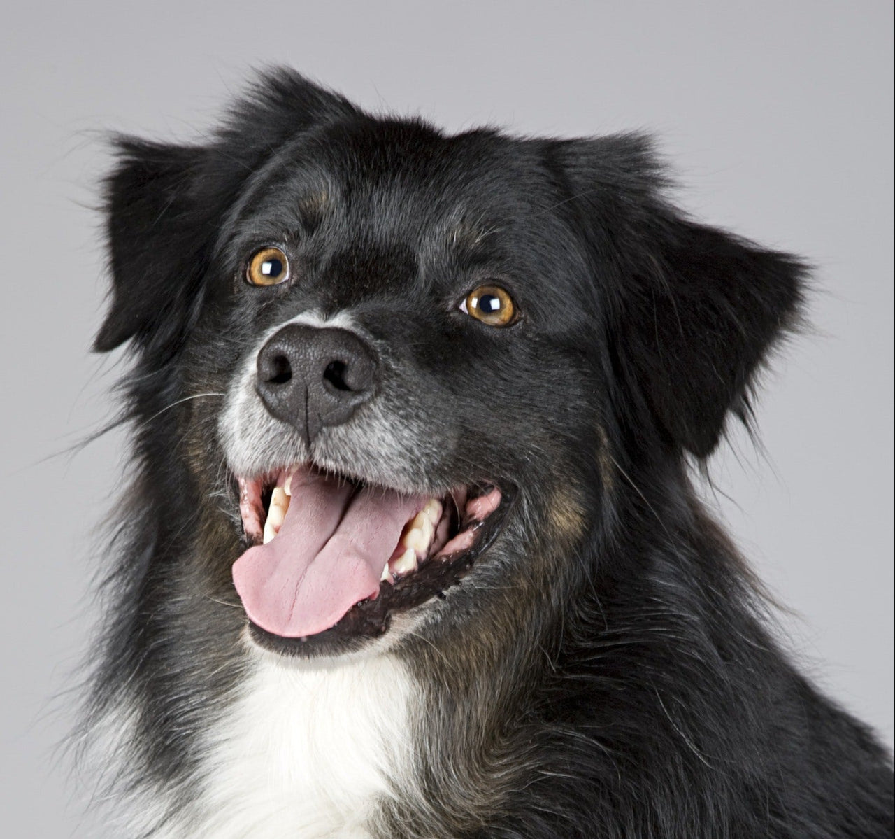 WOOFS - accessories & healthy, sustainable fish-based dog treats – Woofs